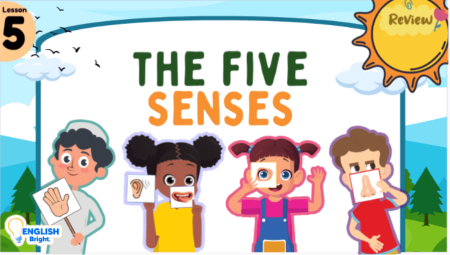 five senses review Lesson - Review I ESL