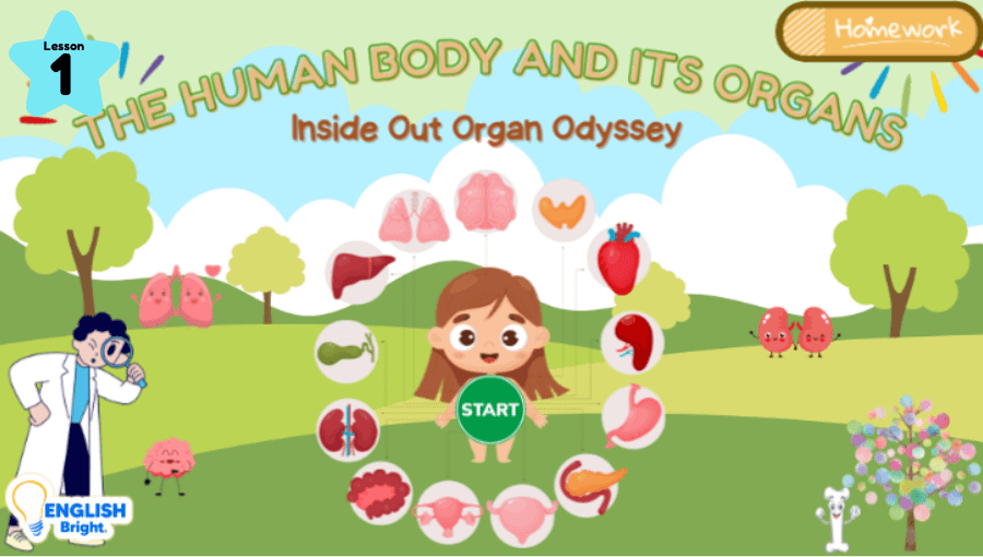 Human Body Organs ESL Vocabulary - Brain Spinal Cord