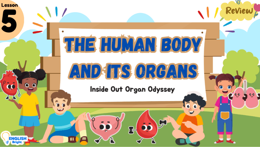 Human Body Organs Review to Lessons 1 to 4